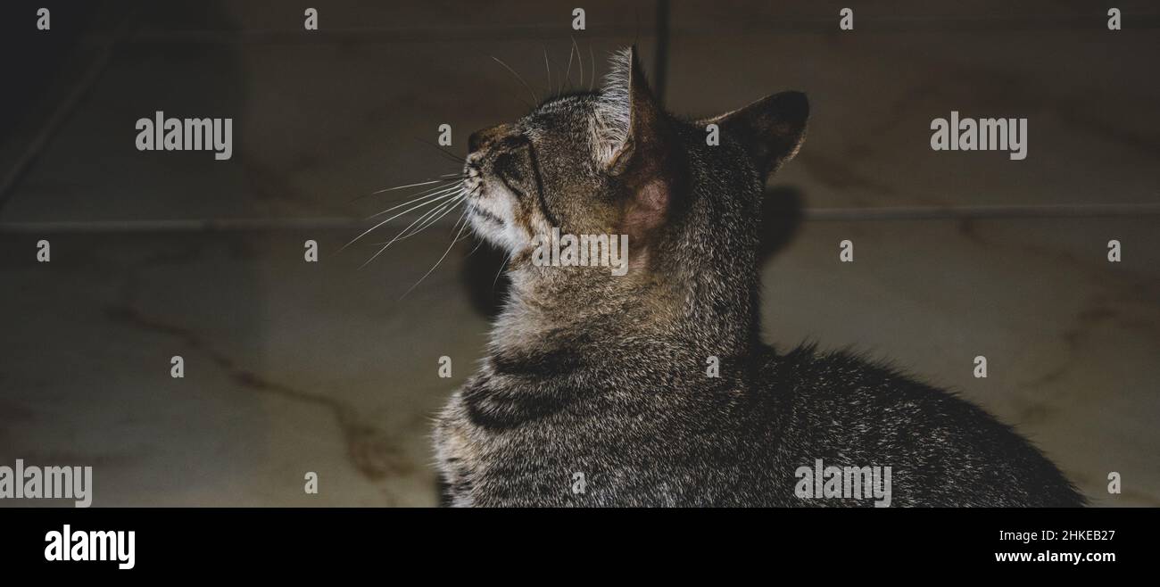 Photo of domestic cat (pet) in closed plan, with a fixed and cute look ...