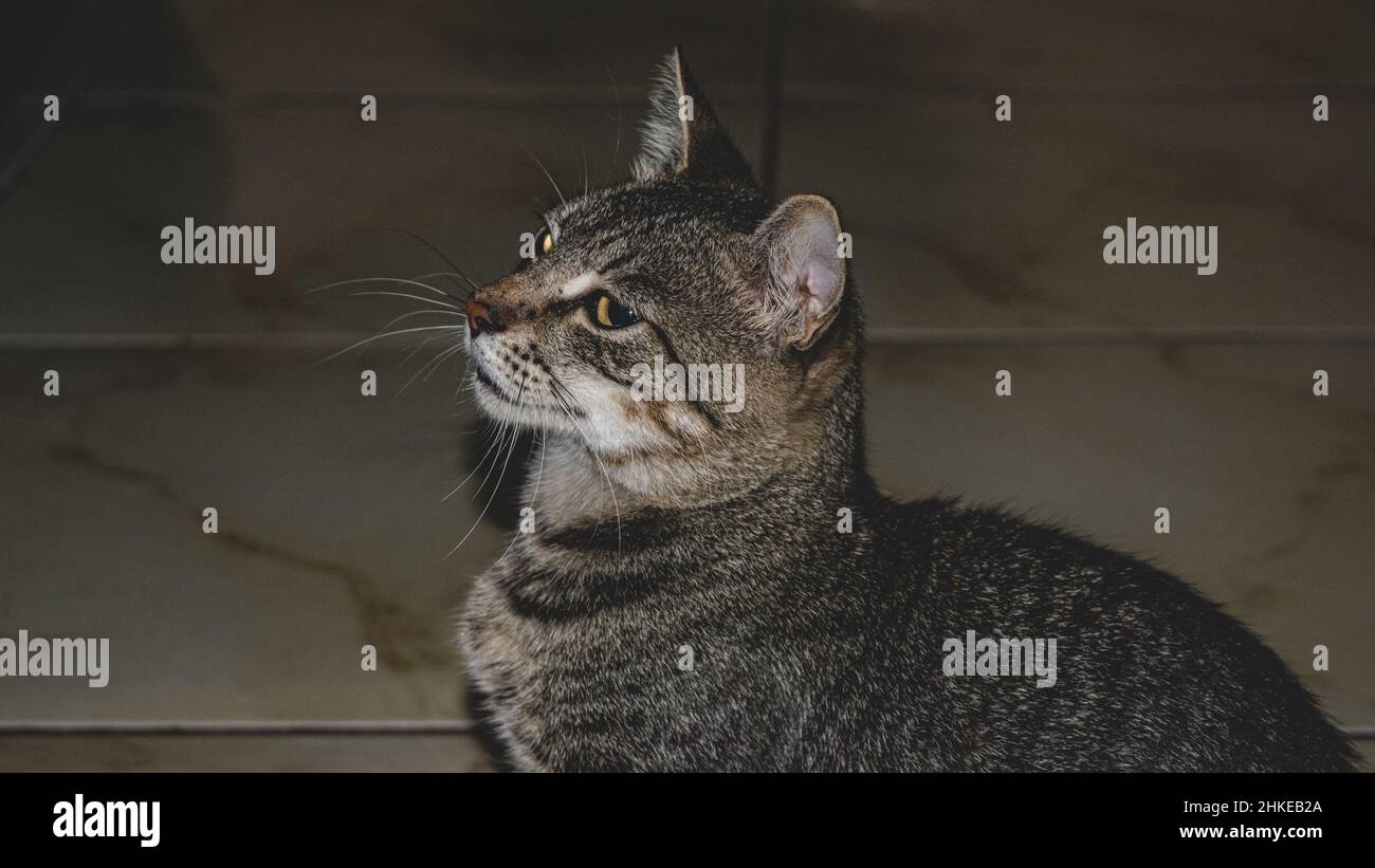 Photo of domestic cat (pet) in closed plan, with a fixed and cute look ...