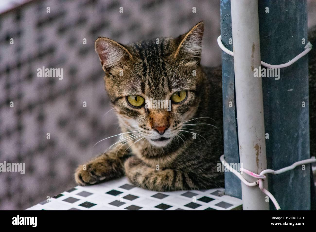 Photo of domestic cat (pet) in closed plan, with a fixed and cute look ...