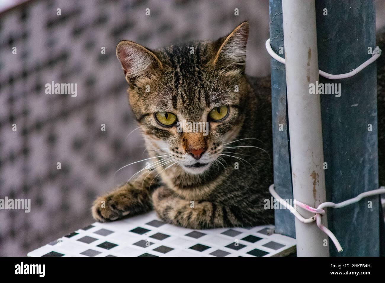 Photo of domestic cat (pet) in closed plan, with a fixed and cute look ...
