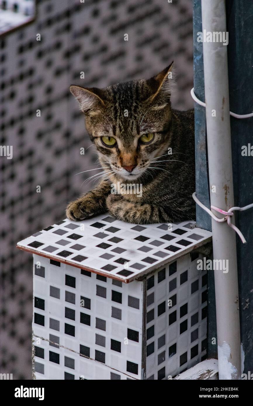 Photo of domestic cat (pet) in closed plan, with a fixed and cute look ...