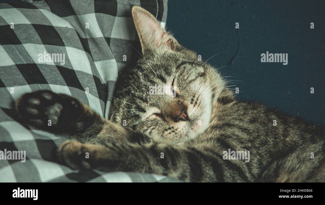 Photo of domestic cat (pet) in closed plan, with a fixed and cute look ...