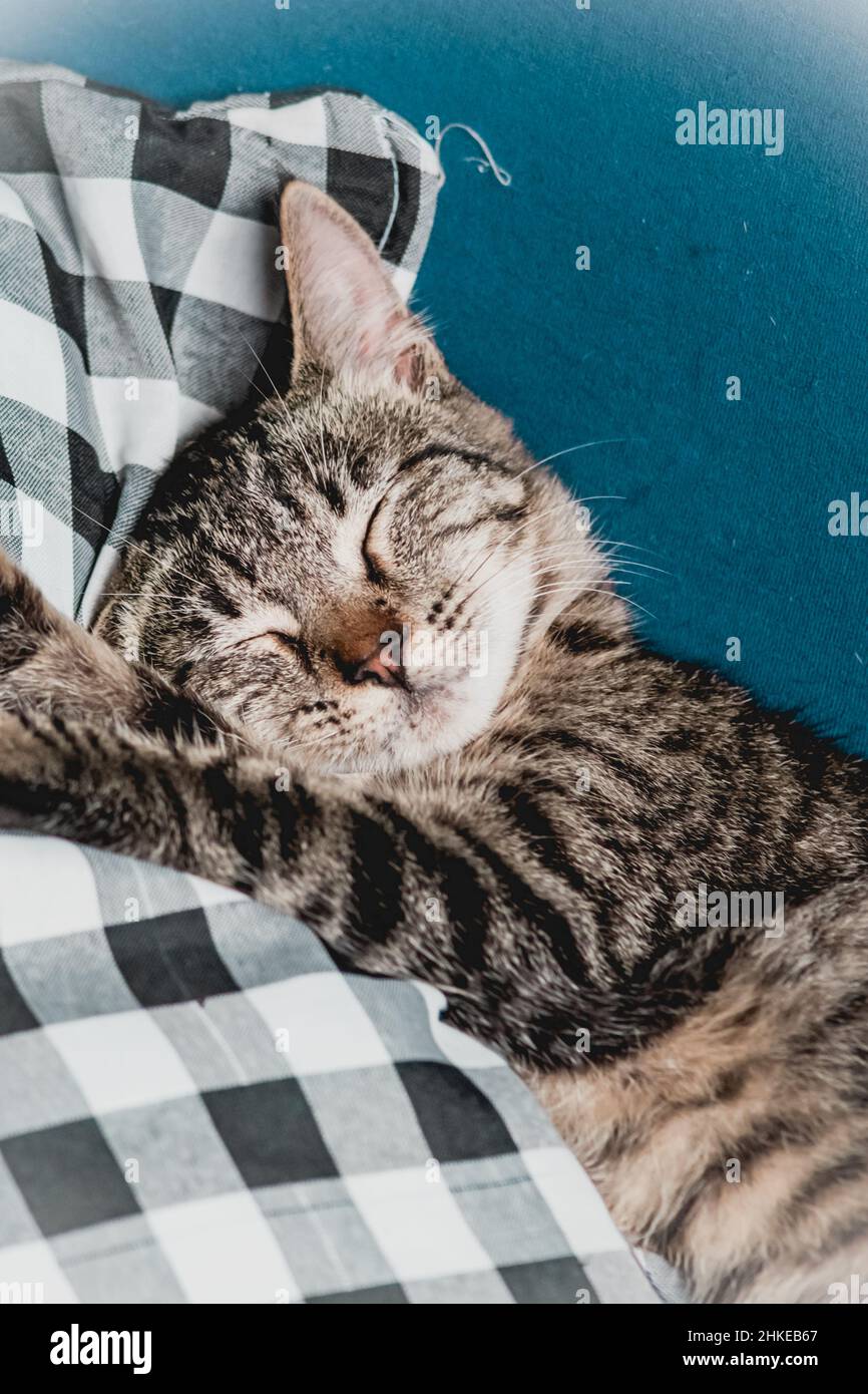 Photo of domestic cat (pet) in closed plan, with a fixed and cute look ...