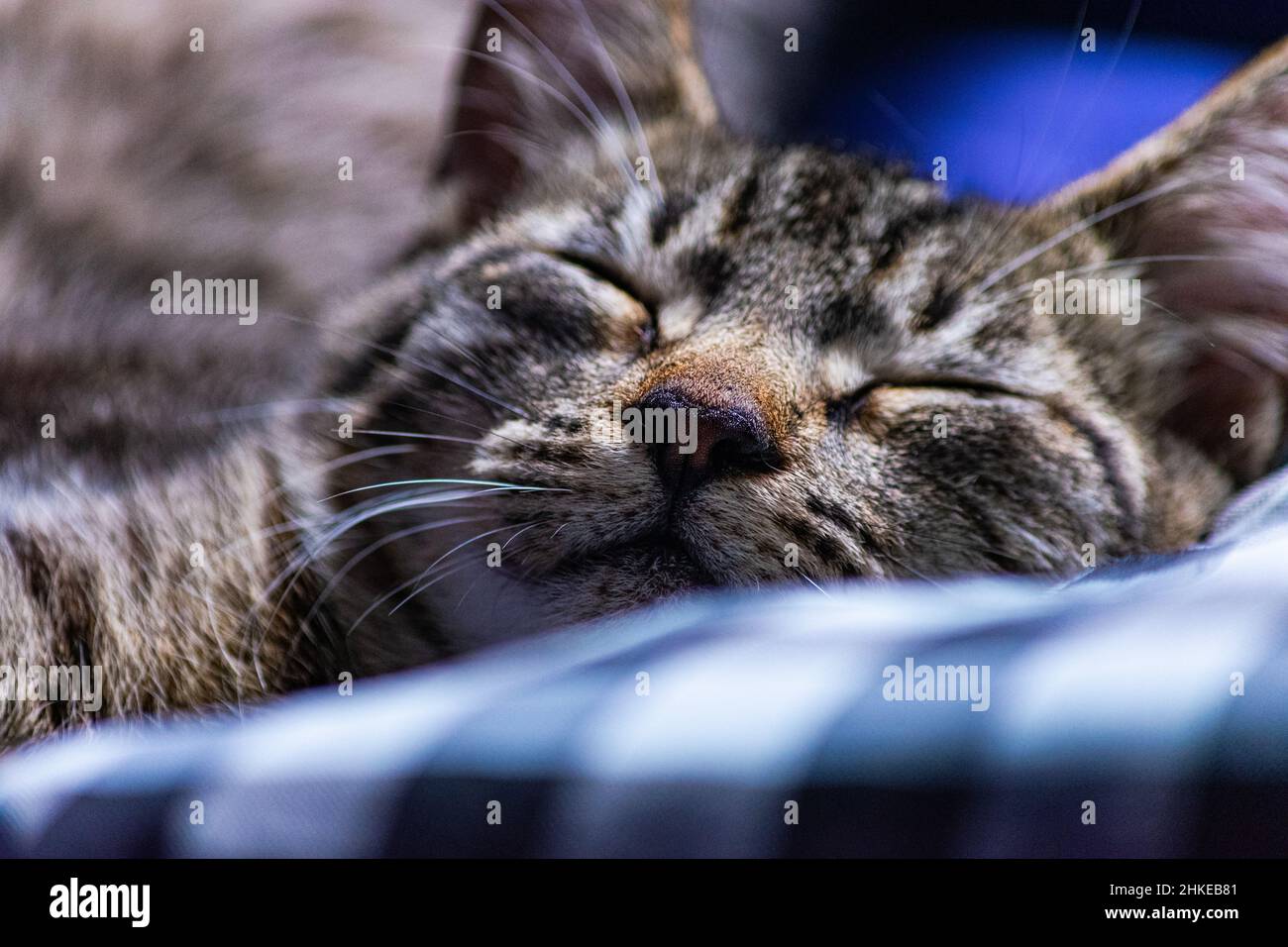 Photo of domestic cat (pet) in closed plan, with a fixed and cute look ...