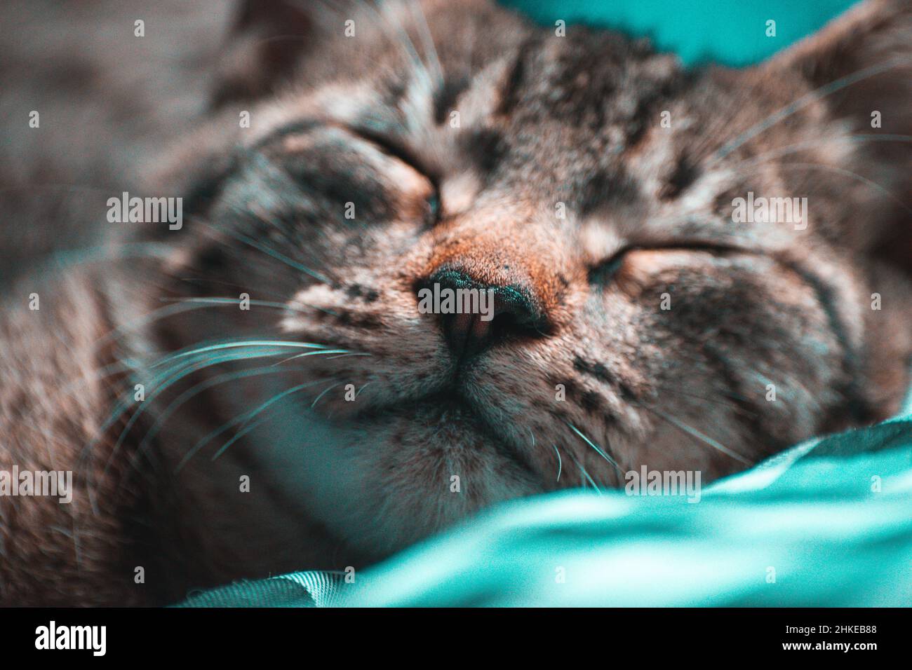 Photo of domestic cat (pet) in closed plan, with a fixed and cute look ...