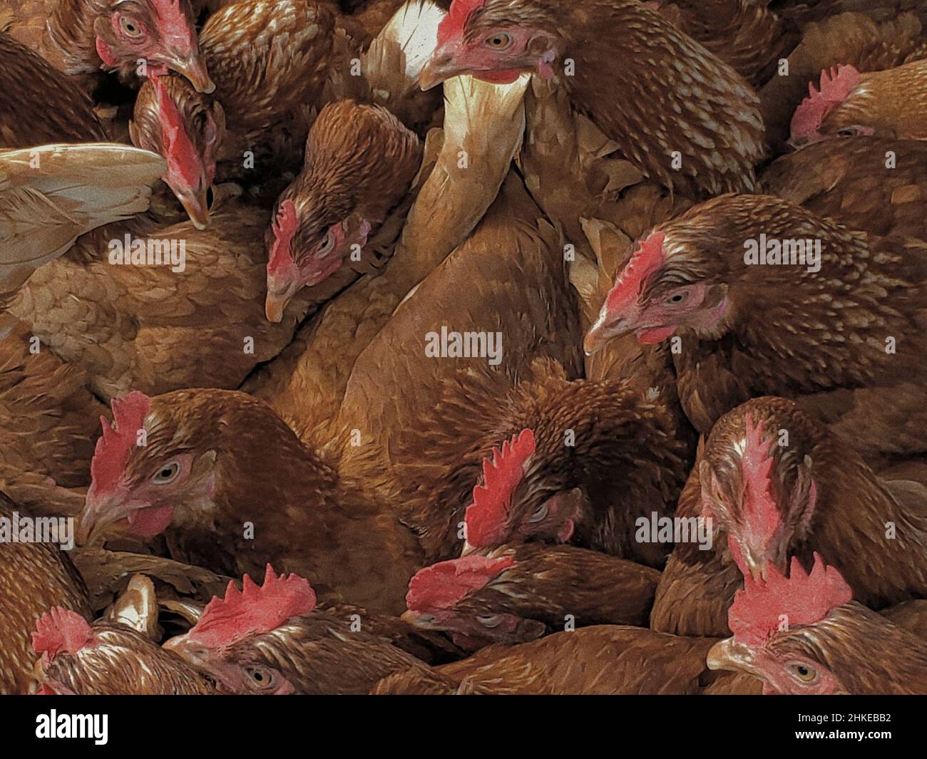 Flock of domestic chicken on a farm Stock Photo - Alamy