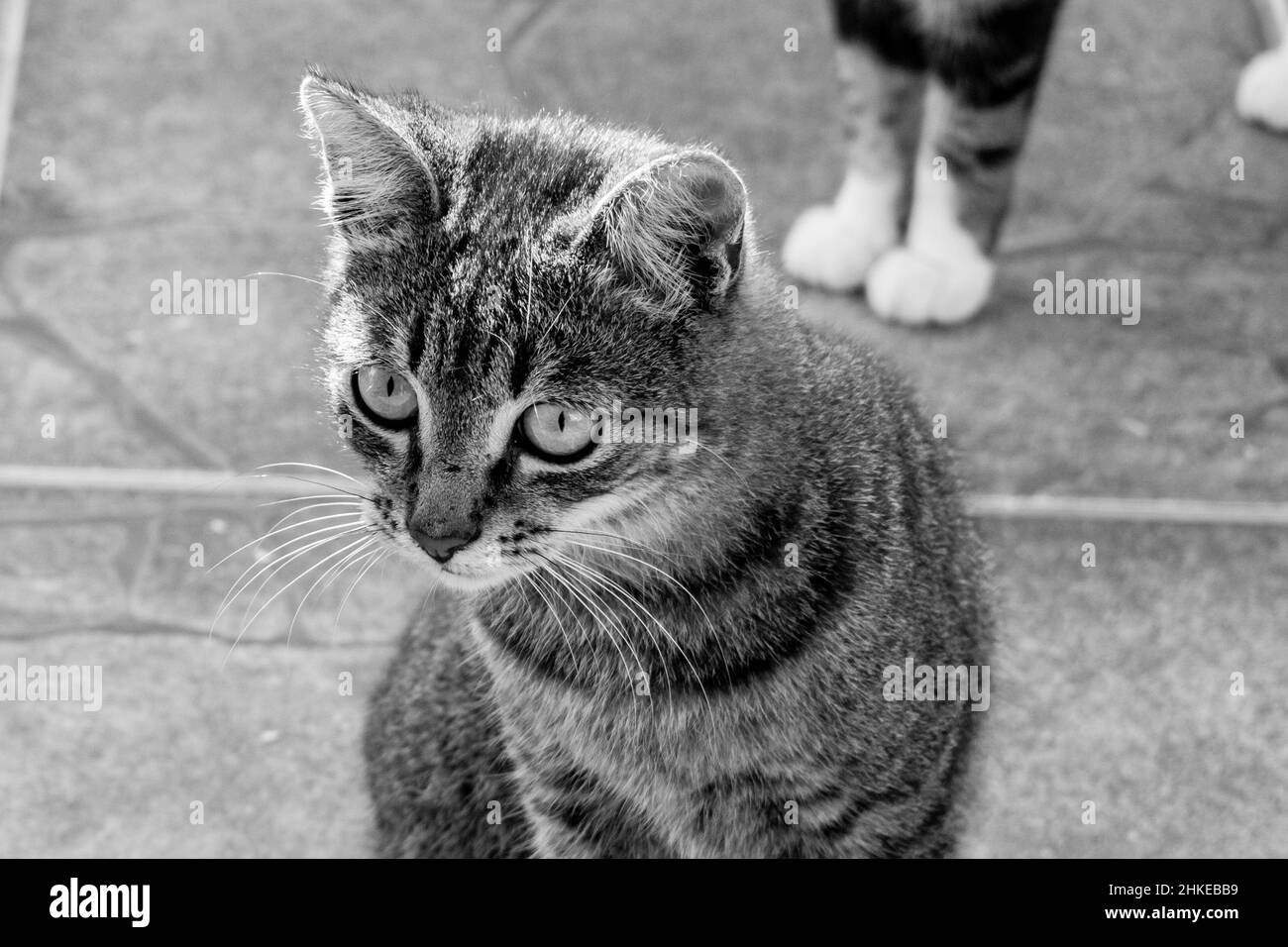 Photo of domestic cat (pet) in closed plan, with a fixed and cute look ...