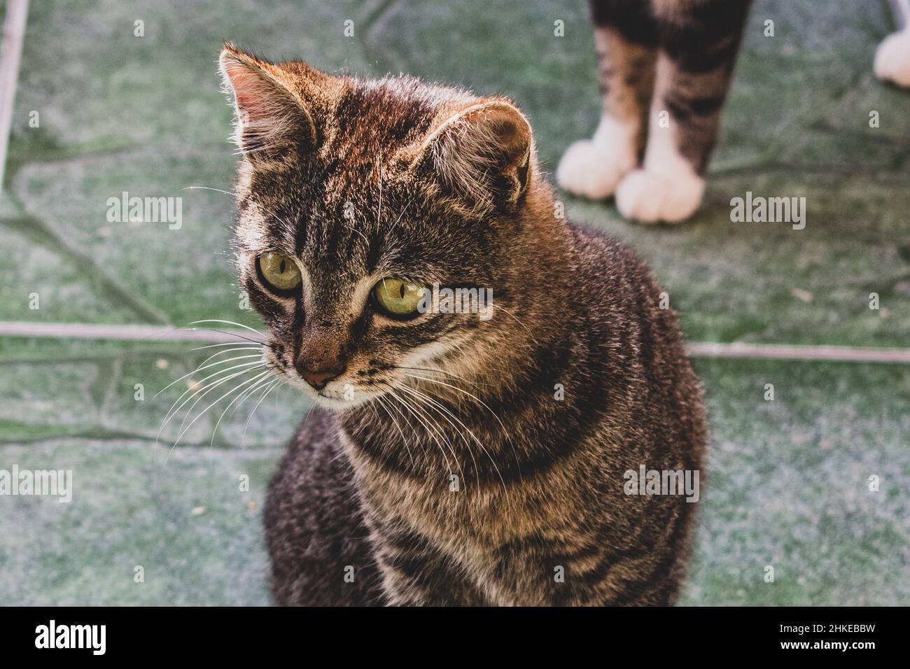 Photo of domestic cat (pet) in closed plan, with a fixed and cute look ...