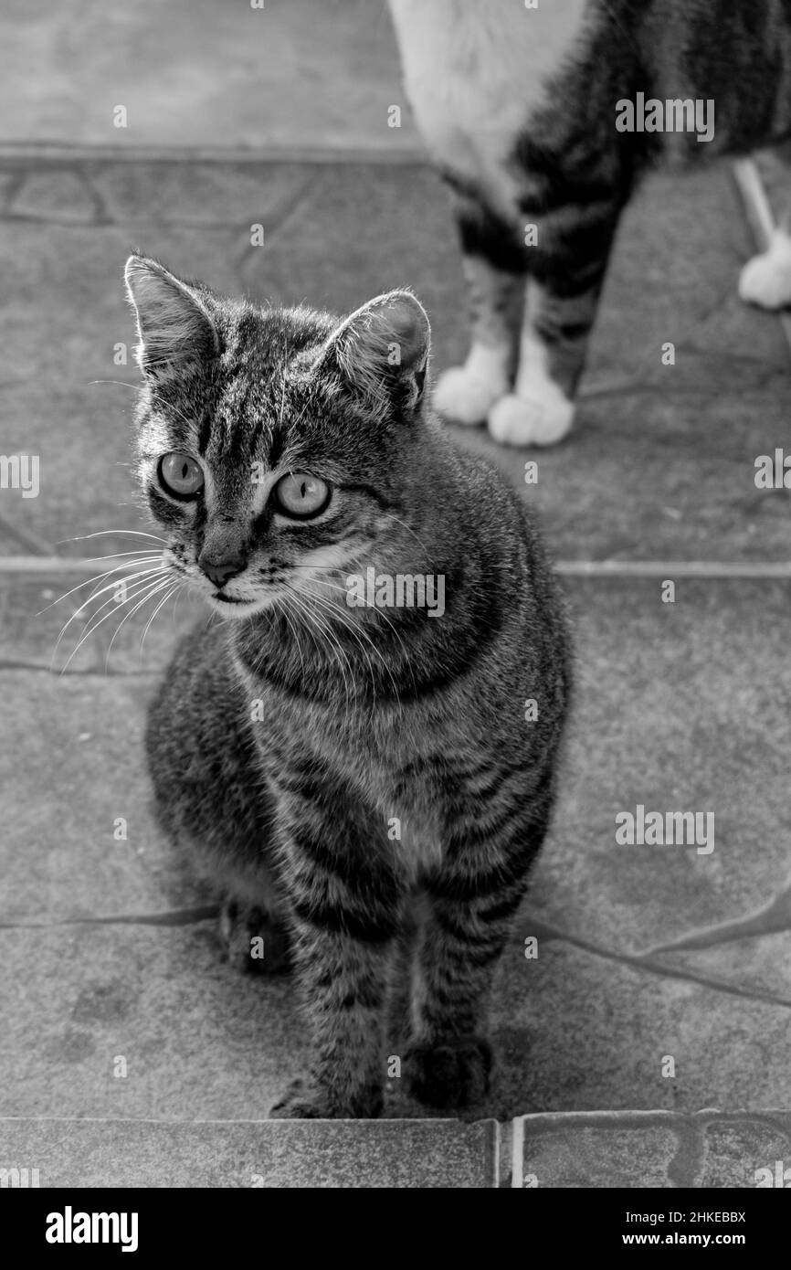Photo of domestic cat (pet) in closed plan, with a fixed and cute look ...