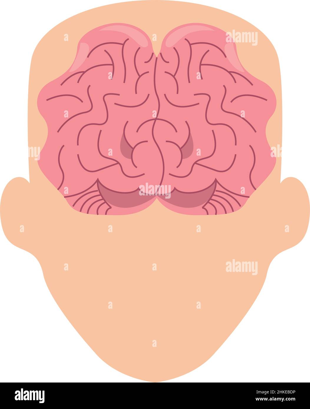 brain in head Stock Vector Image & Art - Alamy