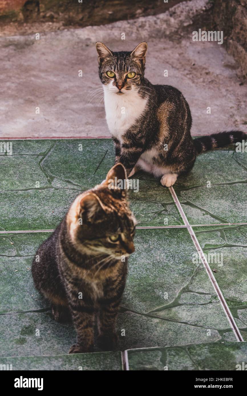 Photo of domestic cat (pet) in closed plan, with a fixed and cute look ...