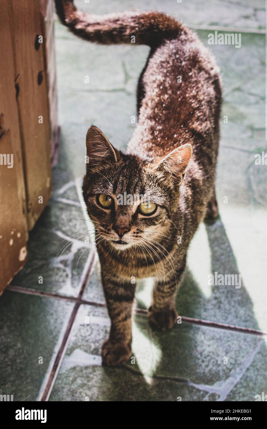 Photo of domestic cat (pet) in closed plan, with a fixed and cute look ...