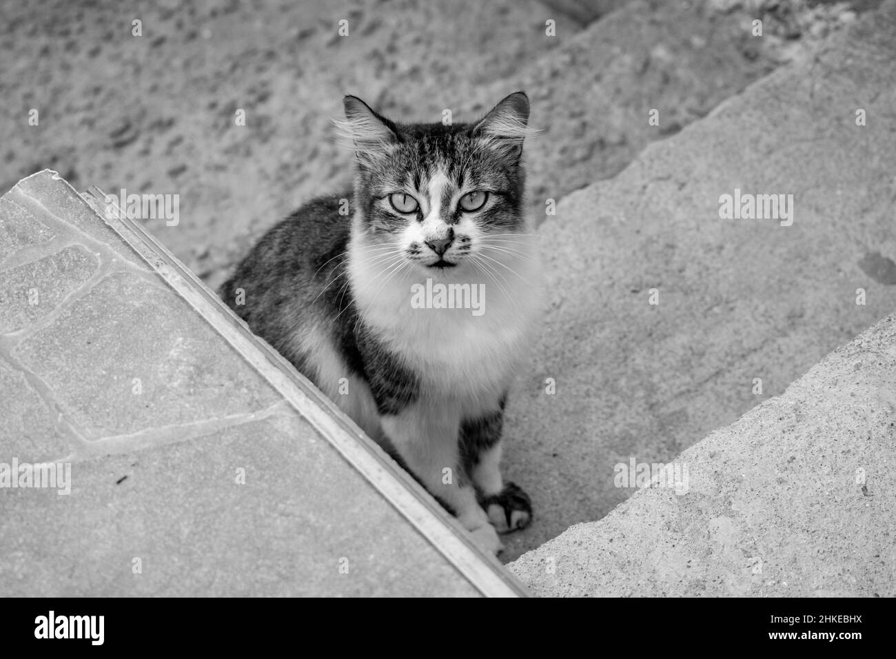 Photo of domestic cat (pet) in closed plan, with a fixed and cute look ...