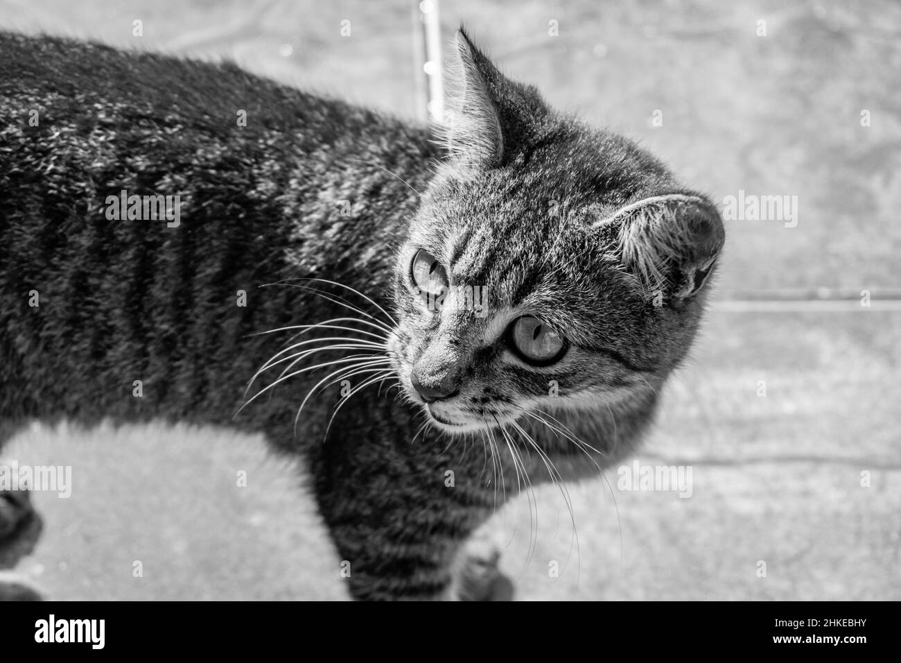 Photo of domestic cat (pet) in closed plan, with a fixed and cute look ...