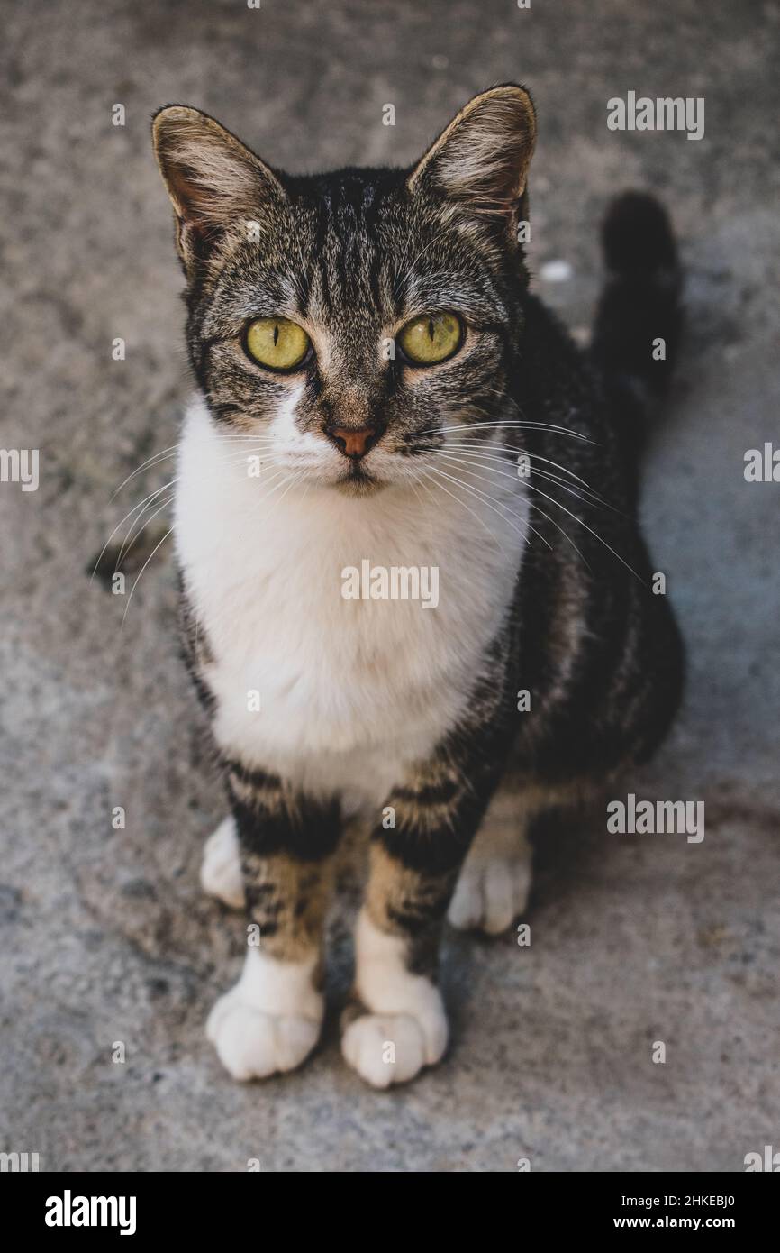 Photo of domestic cat (pet) in closed plan, with a fixed and cute look ...