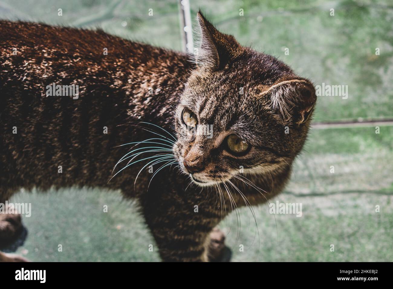 Photo of domestic cat (pet) in closed plan, with a fixed and cute look ...