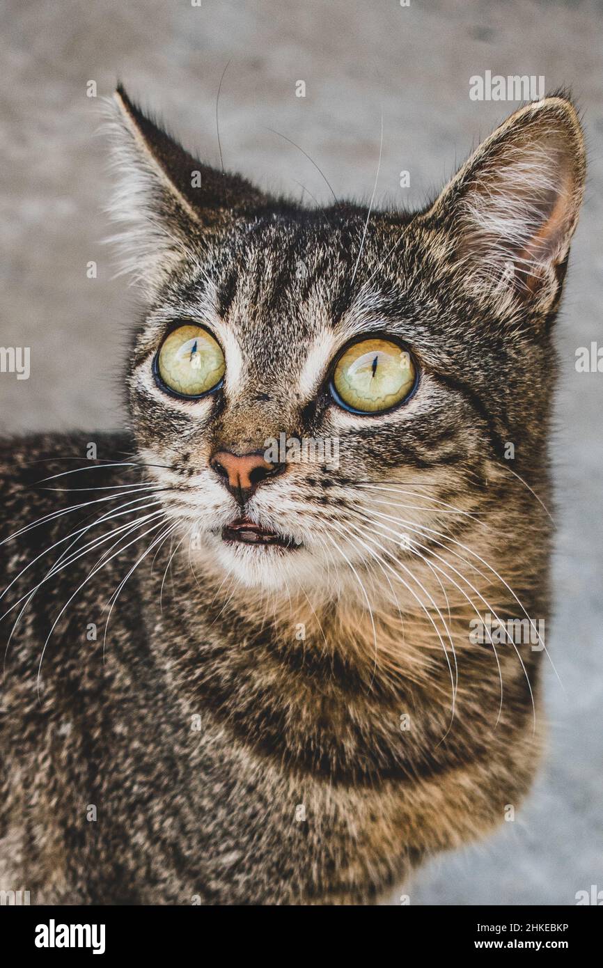 Photo of domestic cat (pet) in closed plan, with a fixed and cute look ...