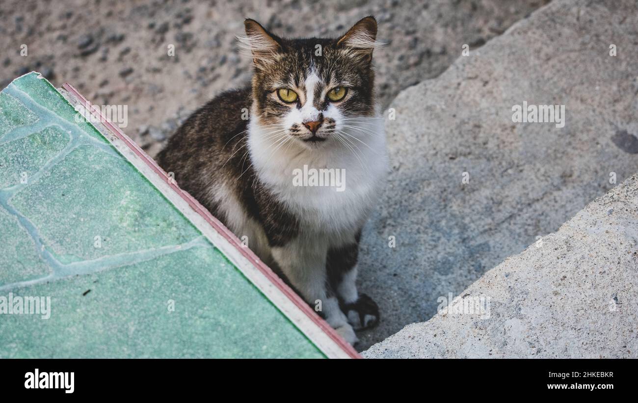 Photo of domestic cat (pet) in closed plan, with a fixed and cute look ...