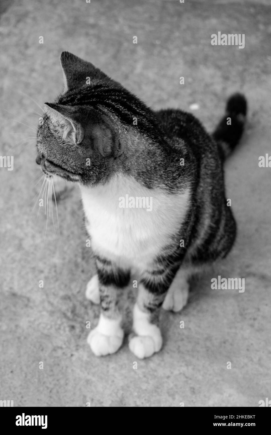 Photo of domestic cat (pet) in closed plan, with a fixed and cute look ...