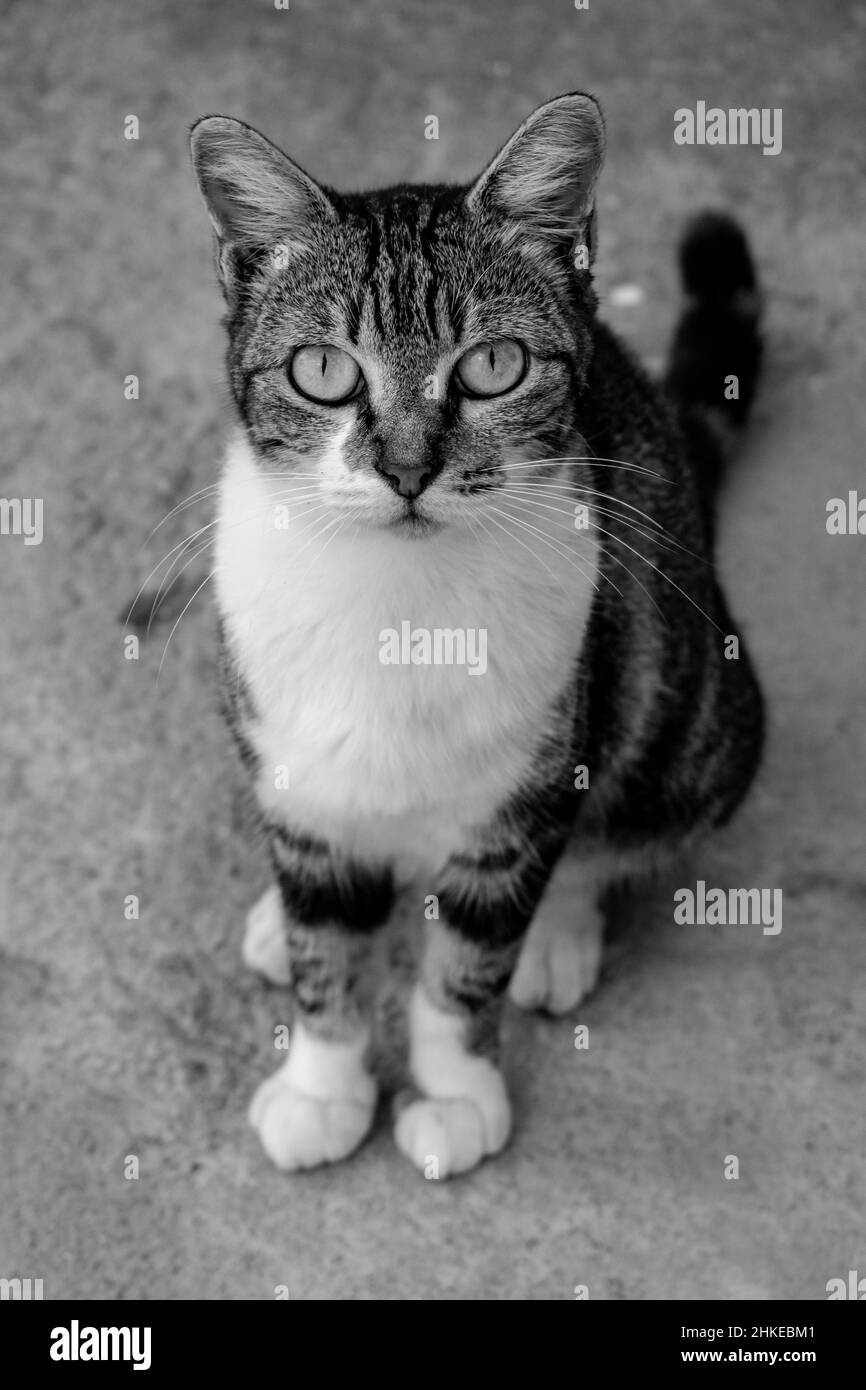Photo of domestic cat (pet) in closed plan, with a fixed and cute look ...