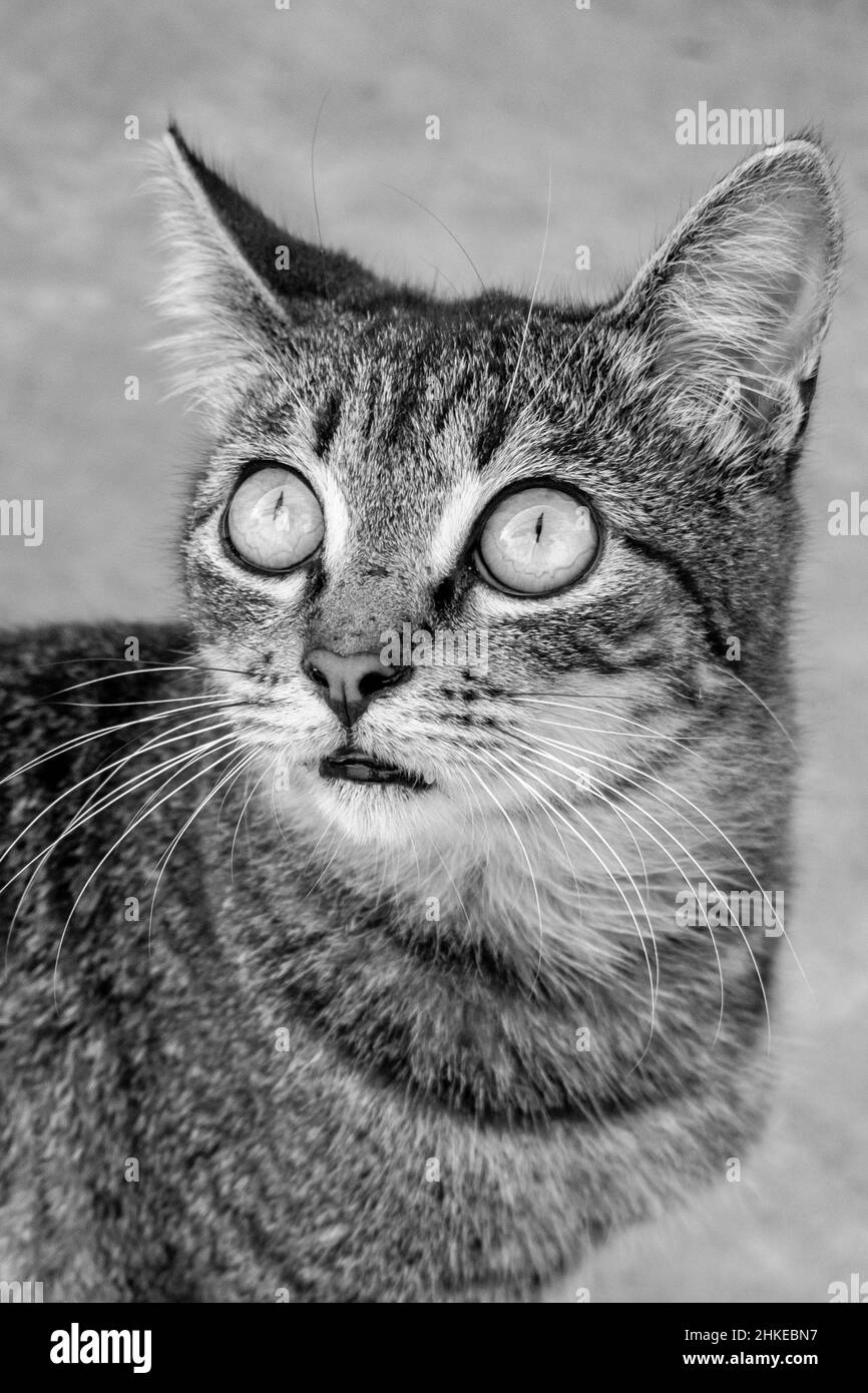 Photo of domestic cat (pet) in closed plan, with a fixed and cute look ...