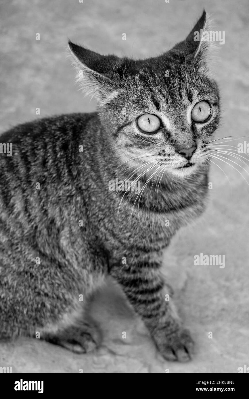 Photo of domestic cat (pet) in closed plan, with a fixed and cute look ...