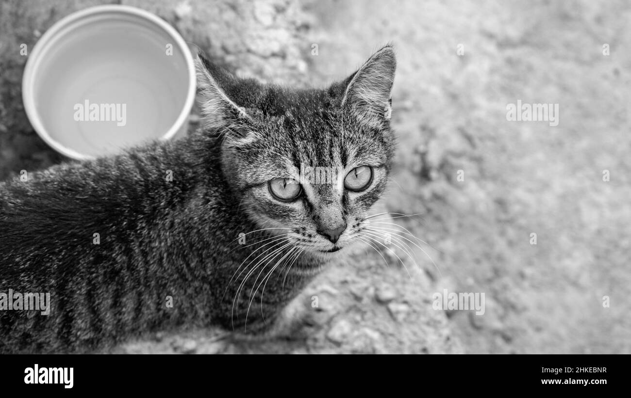 Photo of domestic cat (pet) in closed plan, with a fixed and cute look ...
