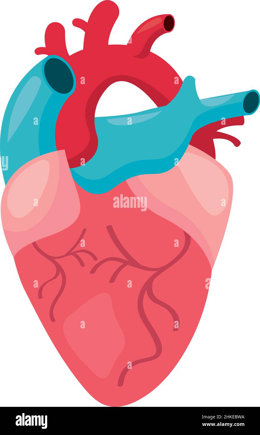 Human heart design Stock Vector Image & Art - Alamy