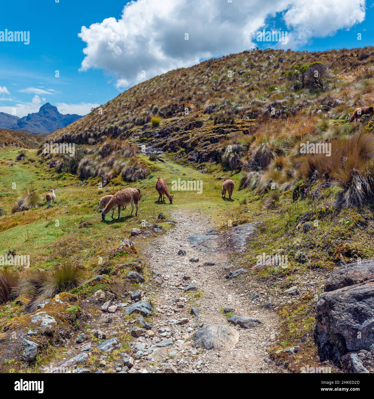 Llamas (Lama glama) on the hiking path of the Garcia Moreno hike, Cajas ...