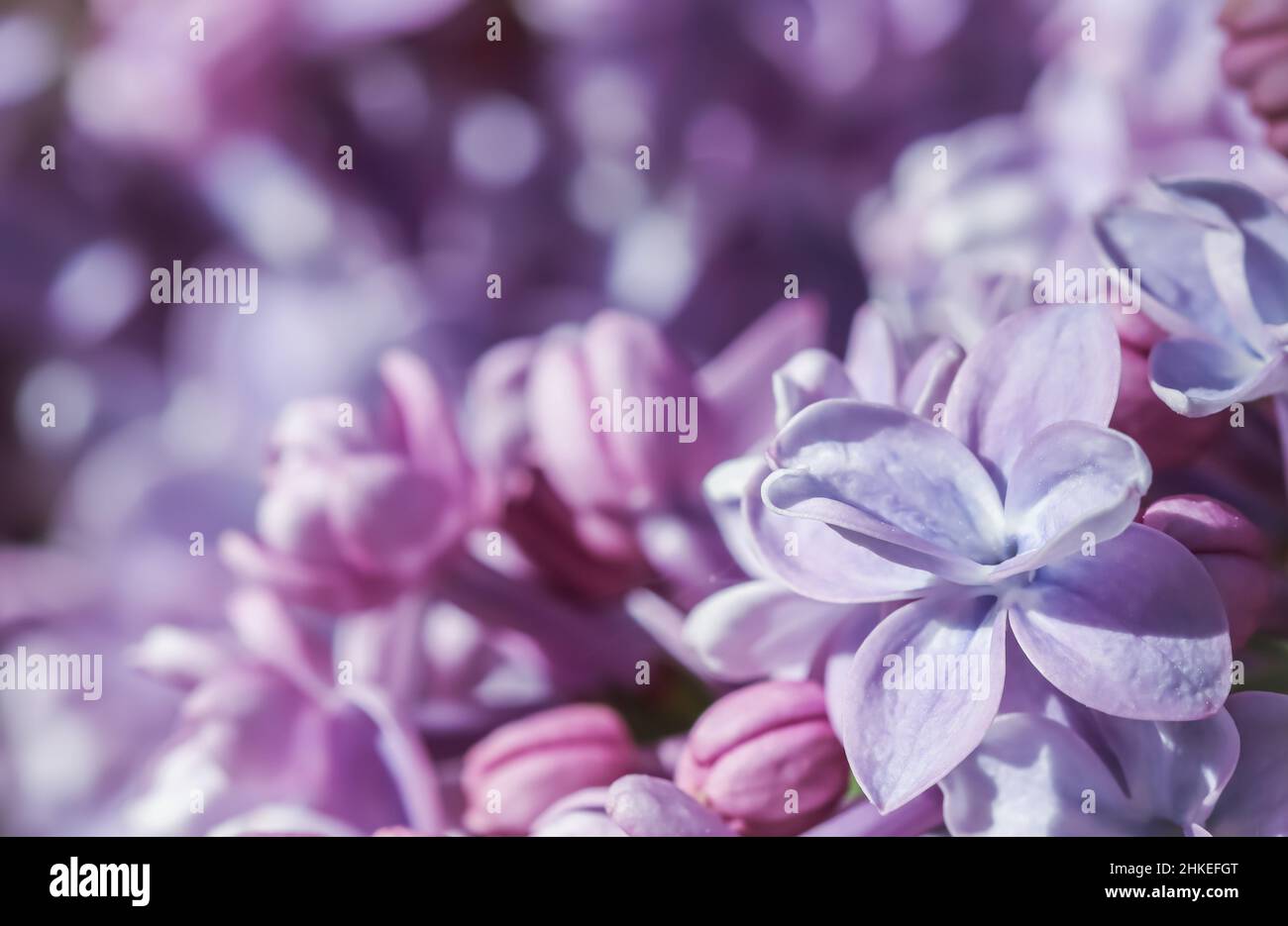 Abstract floral background, blooming branch, purple terry Lilac flower ...