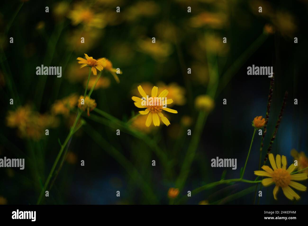 Flowers of Eastern groundsel in the blurred background Stock Photo - Alamy
