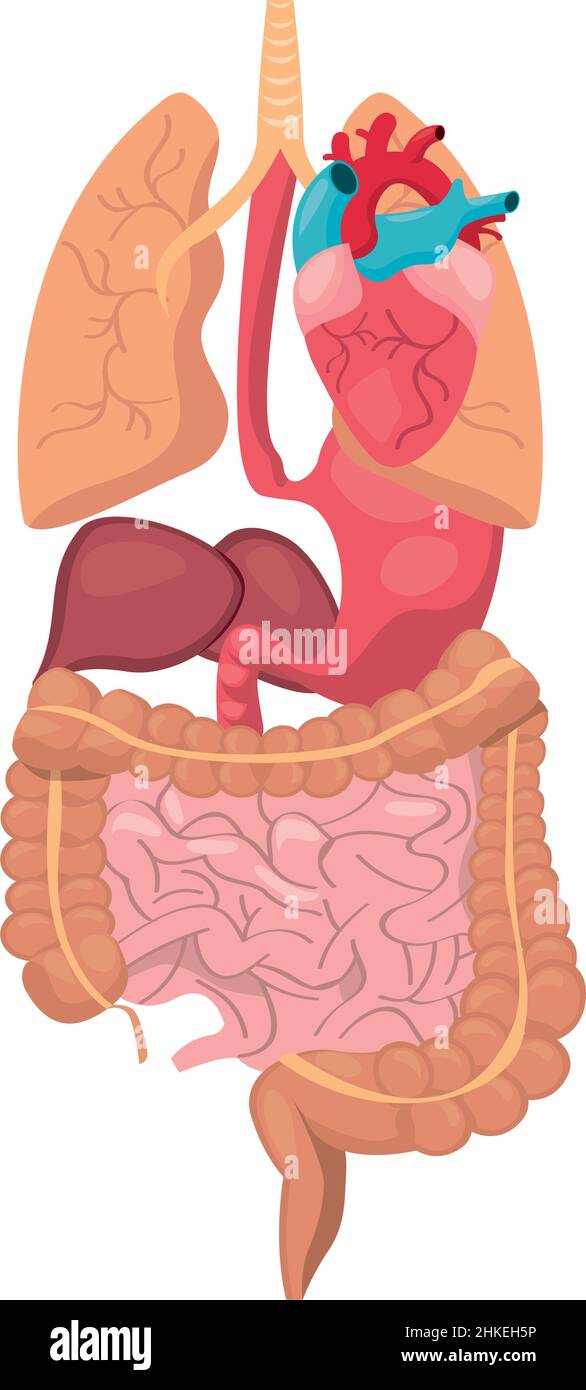 Human organs design Stock Vector Image & Art - Alamy