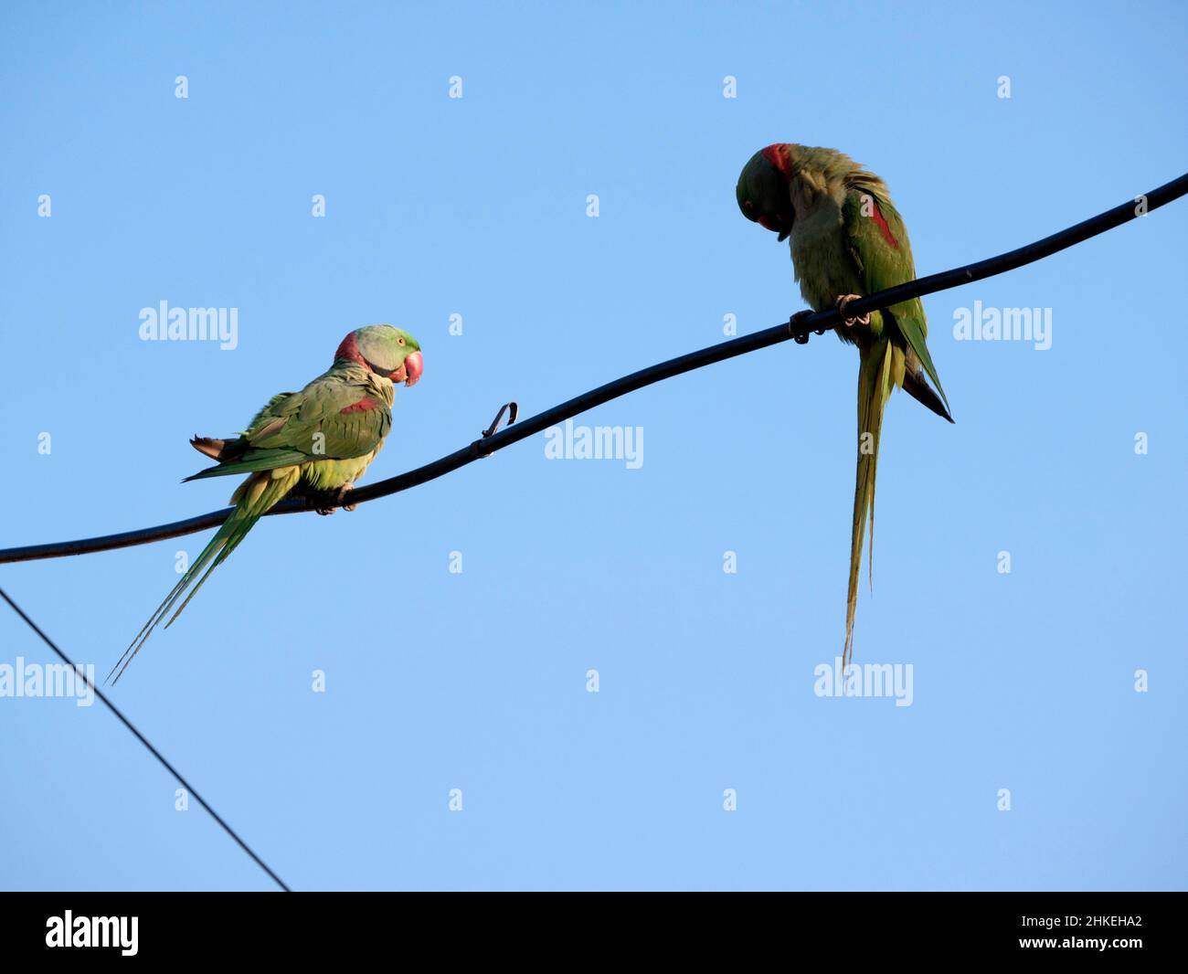A parakeet is any one of many small to medium-sized species of parrot ...