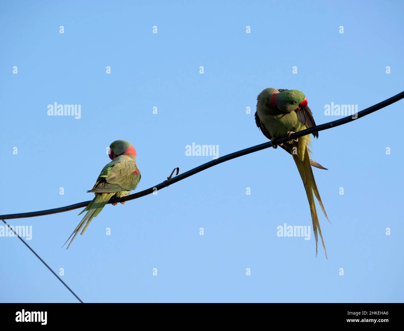 A parakeet is any one of many small to medium-sized species of parrot ...