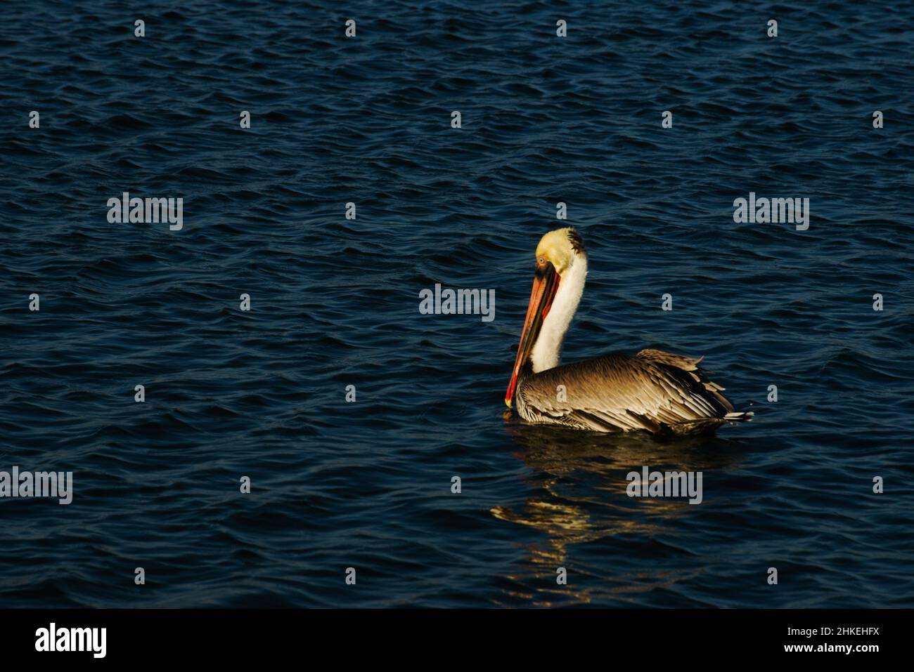 Brown Pelican beautifully odd in shape & form white large yellow beak ...