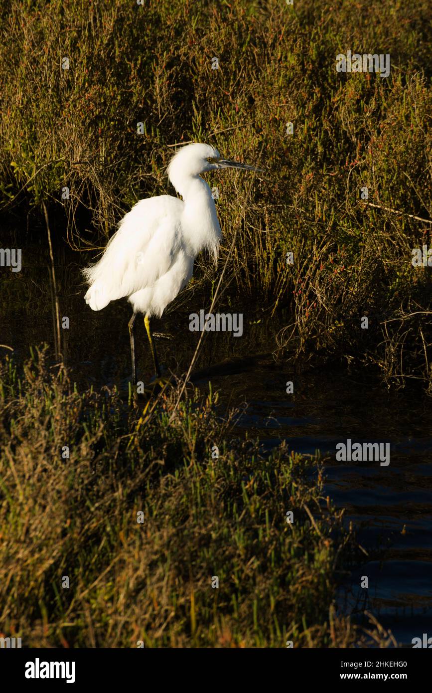 Well defined shape hi-res stock photography and images - Alamy