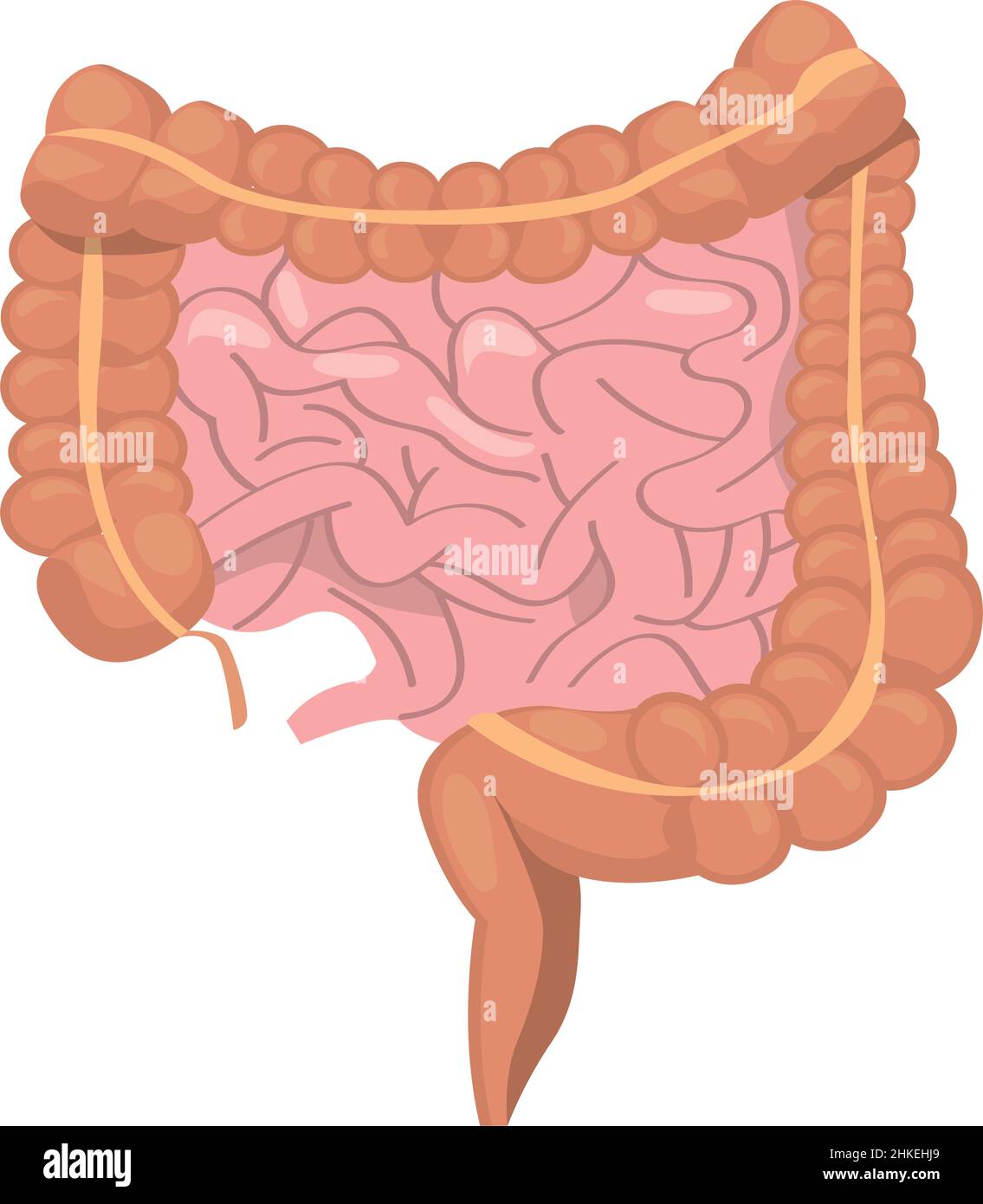 Human intestines design Stock Vector Image & Art - Alamy