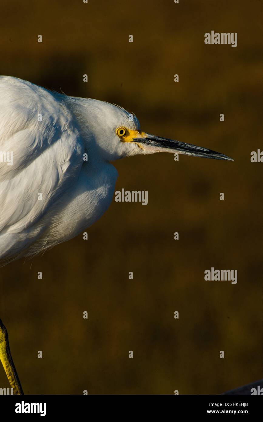 Beautifully white feathered egret stanind proud & enjoying the ...