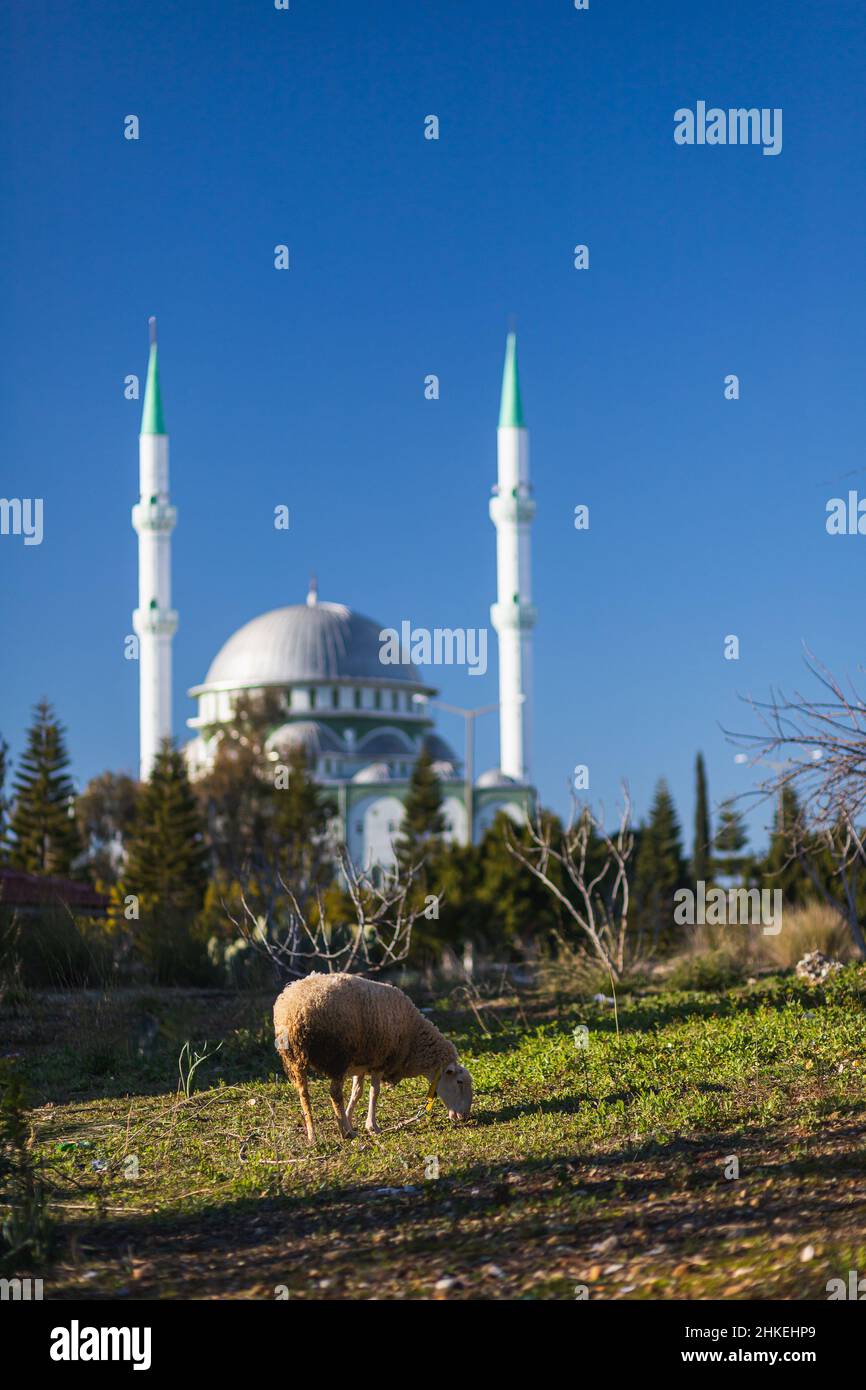 An adult ram eats grass on the lawn against the backdrop of a Muslim ...