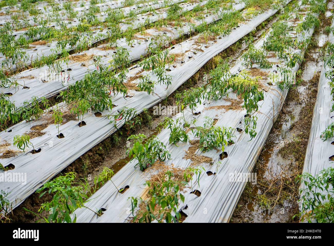 The method of planting red chilies is by using mulch plastic which is ...