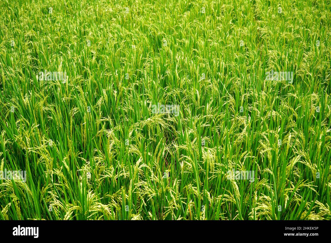 Rice field. Closeup of yellow paddy rice field with green leaf and ...