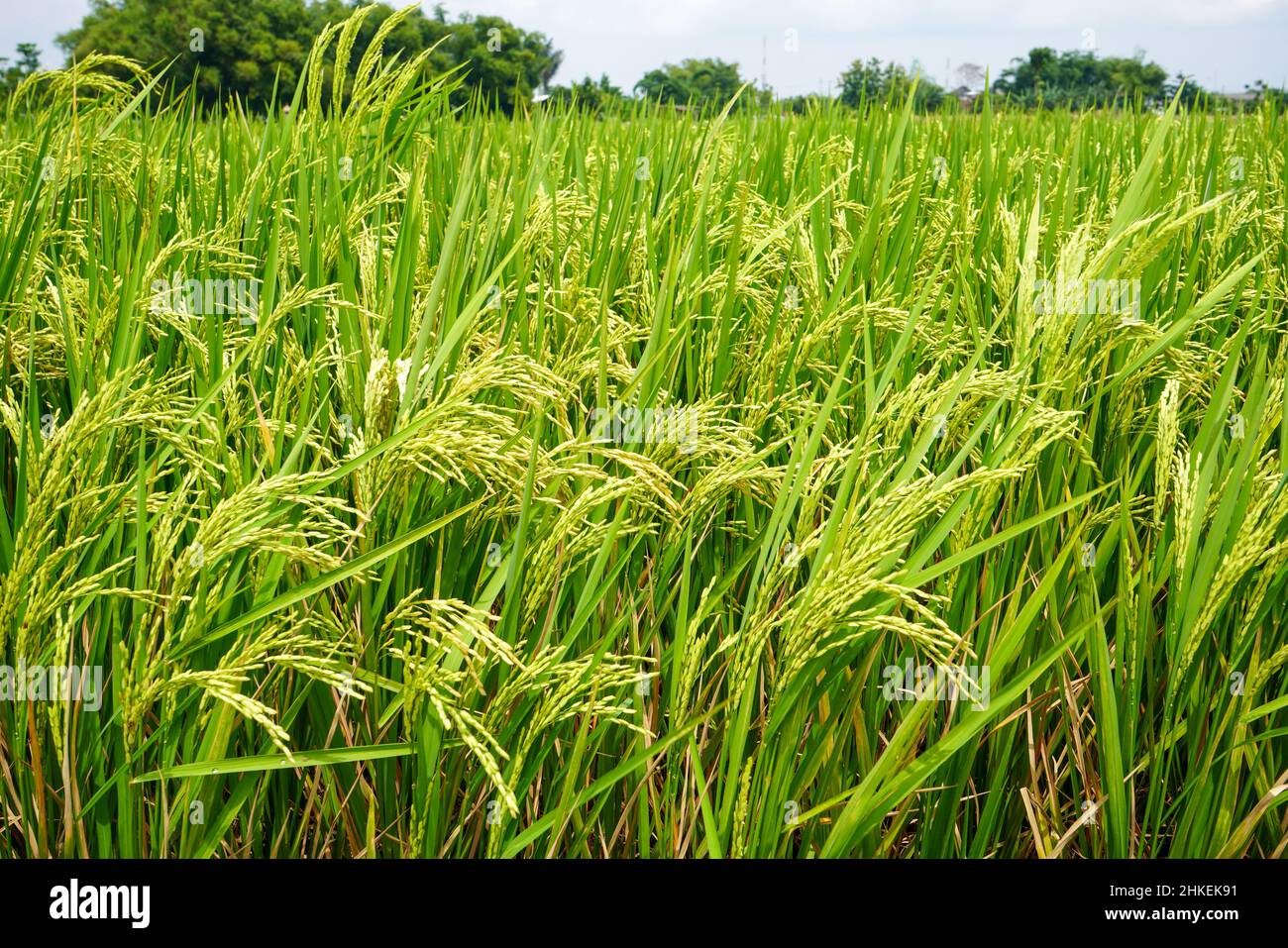 Rice field. Closeup of yellow paddy rice field with green leaf and Sunlight. Rice field on rice ...
