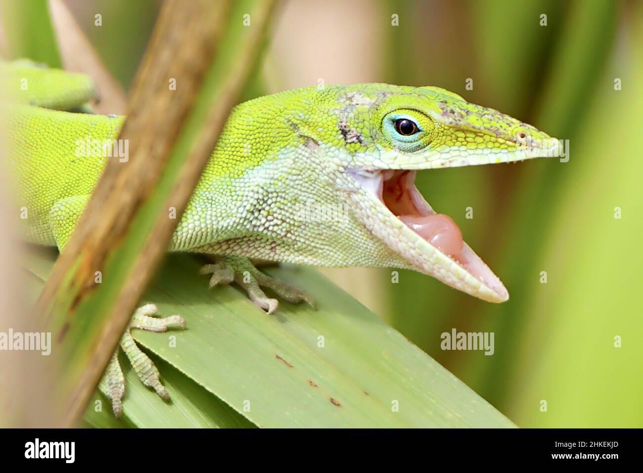 Selective focus of a green lizard on a leaf ready to catch a prey Stock ...