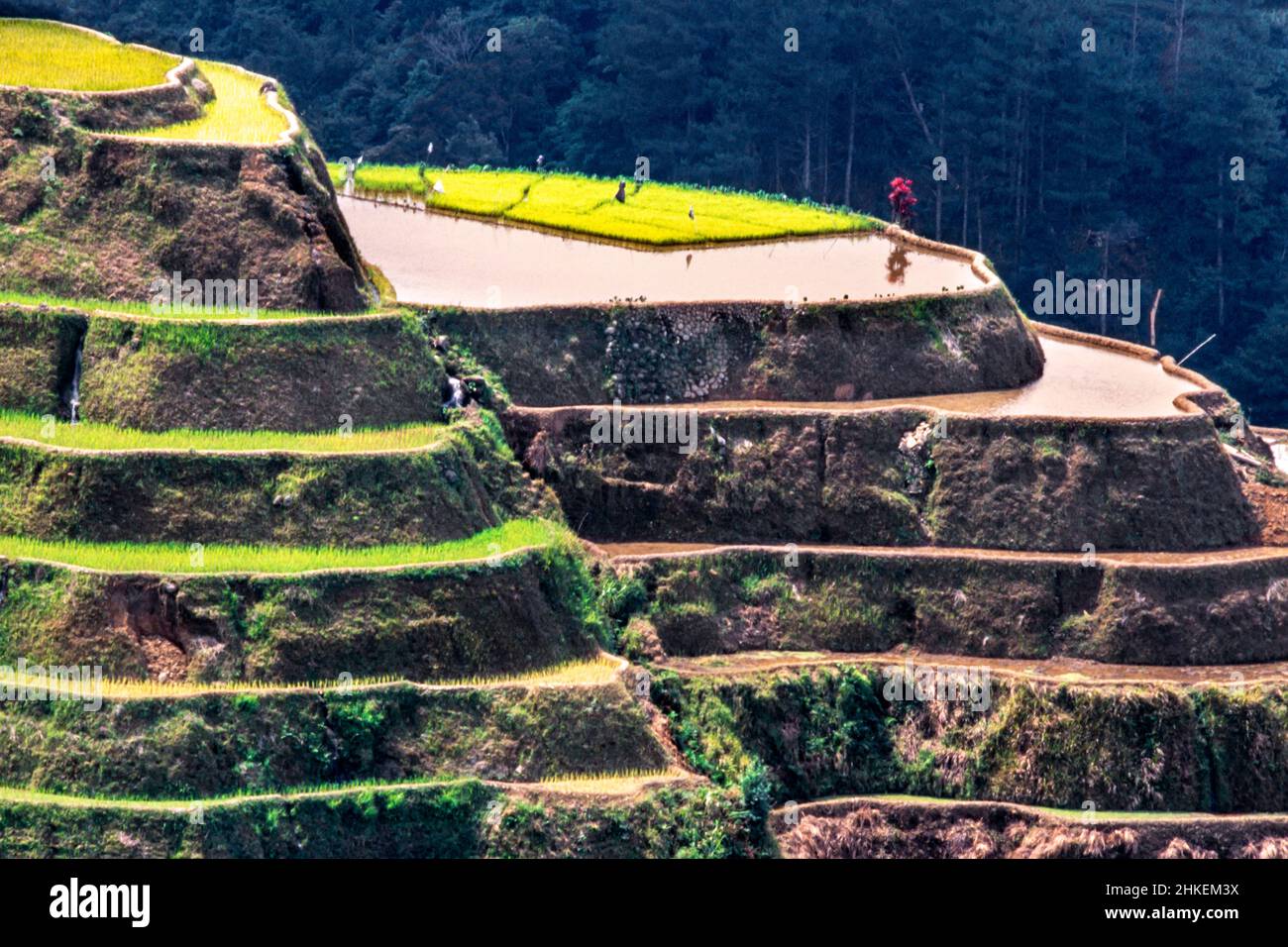 Banaue rice terraces, Ifugao, Philippines Stock Photo - Alamy