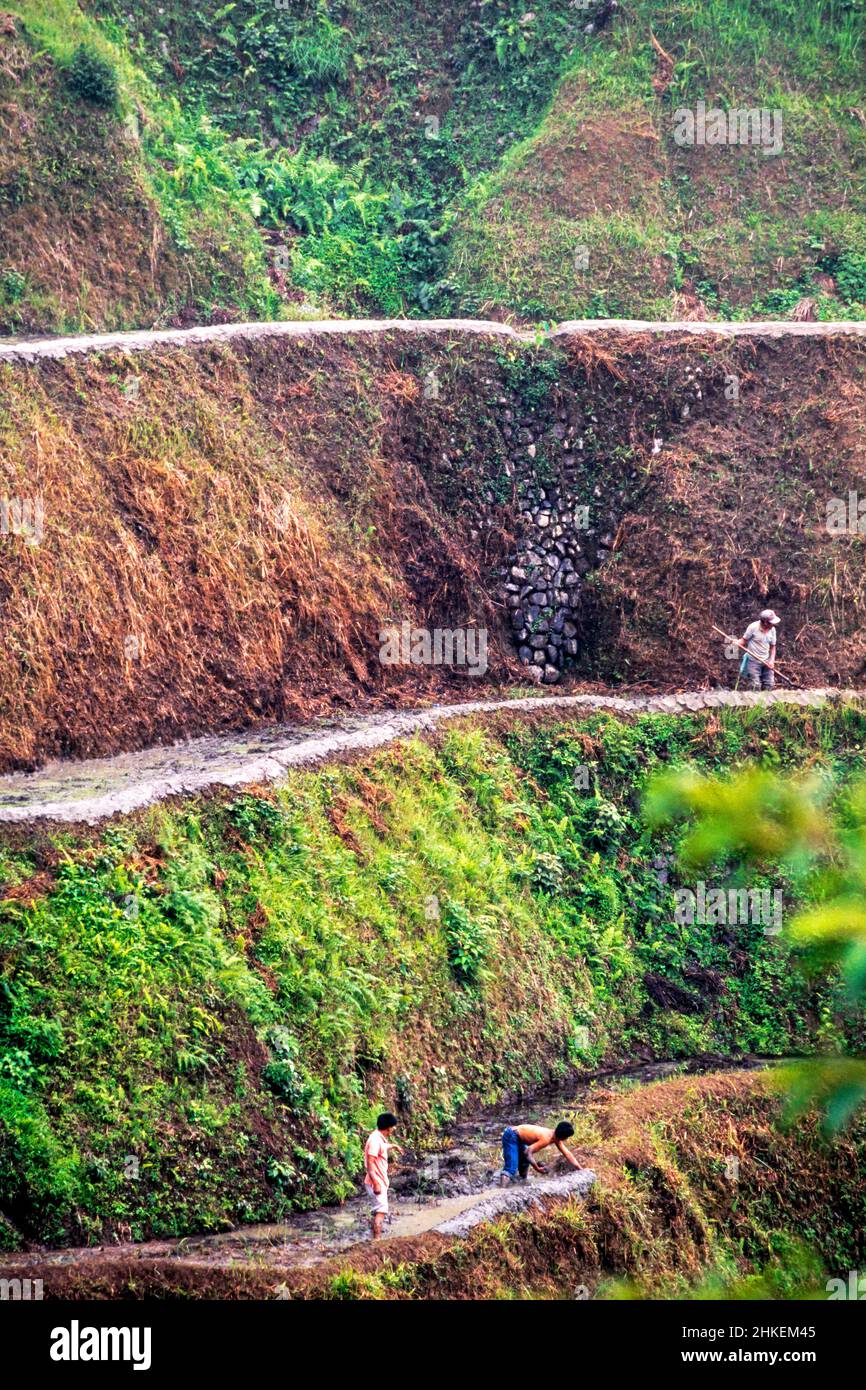 Farmers repairing embankments on Banaue rice terraces, Ifugao ...