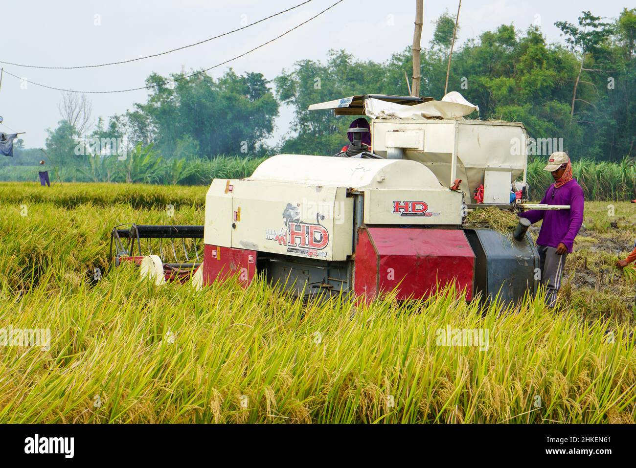 Pati, Indonesia - August, 2023 : Automatic rice harvester machine is ...