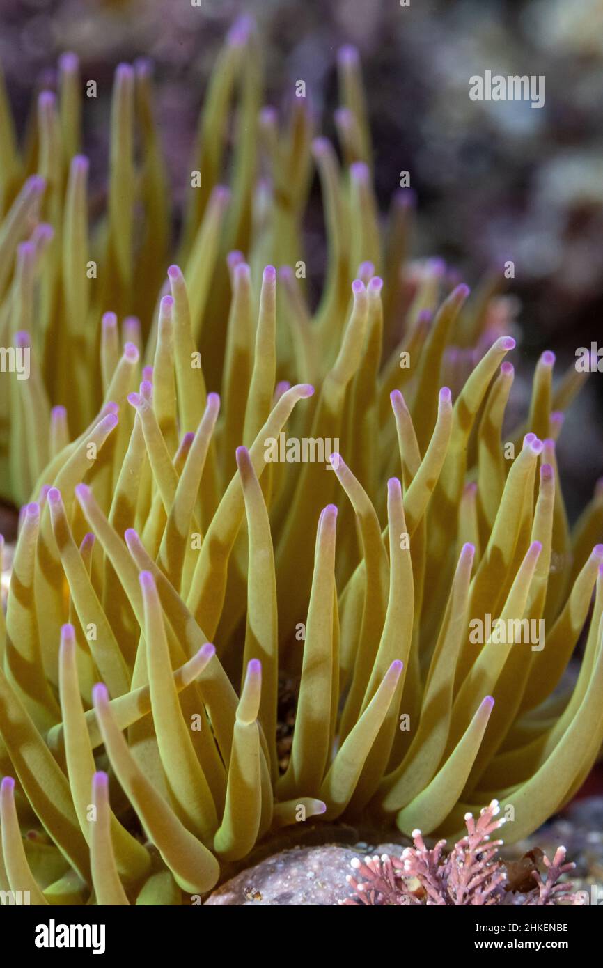 Snakelocks Anemone in a Rockpool in Wembury Beach Stock Photo - Alamy