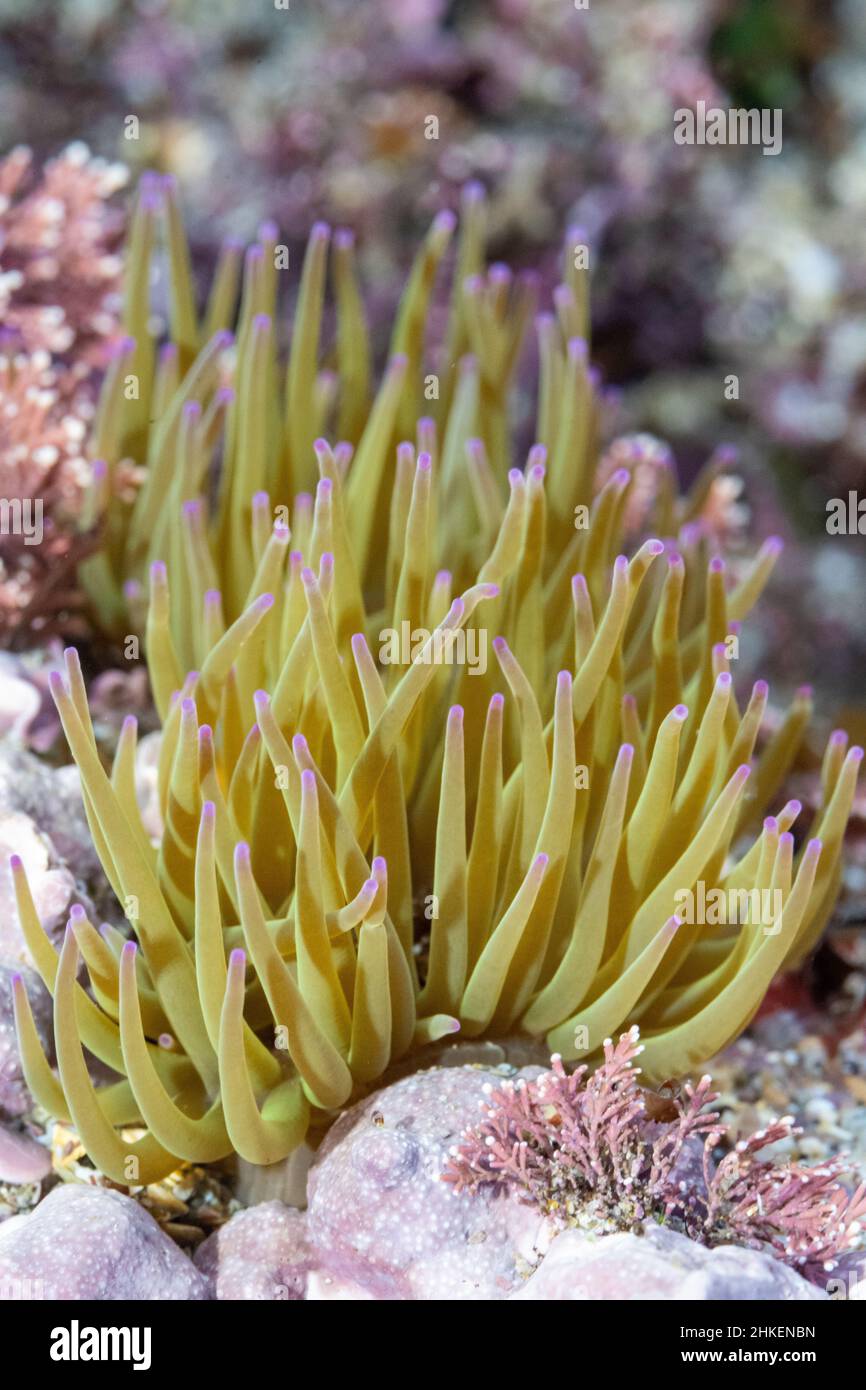 Snakelocks Anemone in a Rockpool in Wembury Beach Stock Photo - Alamy