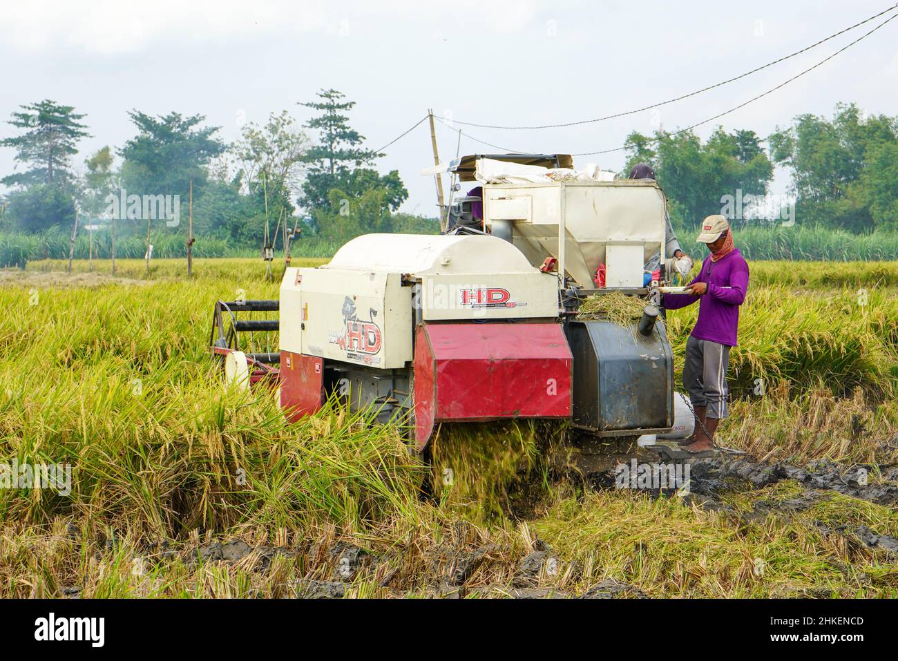 Automatic rice harvester machine is being used to harvest the fields ...