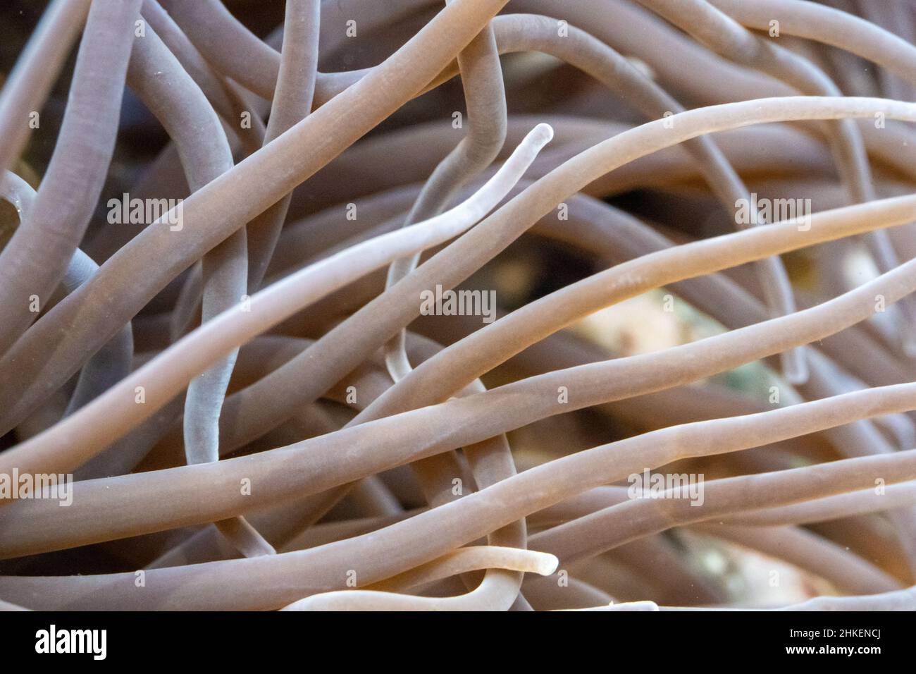 Snakelocks Anemone in a Rockpool in Wembury Beach Stock Photo - Alamy